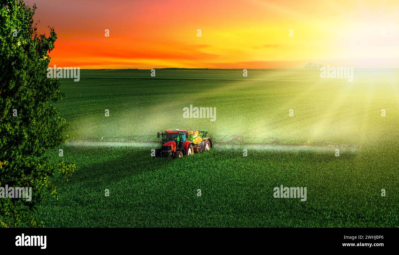 Farmer working on grain field at sunset. Tractor spray fertilizer on ...