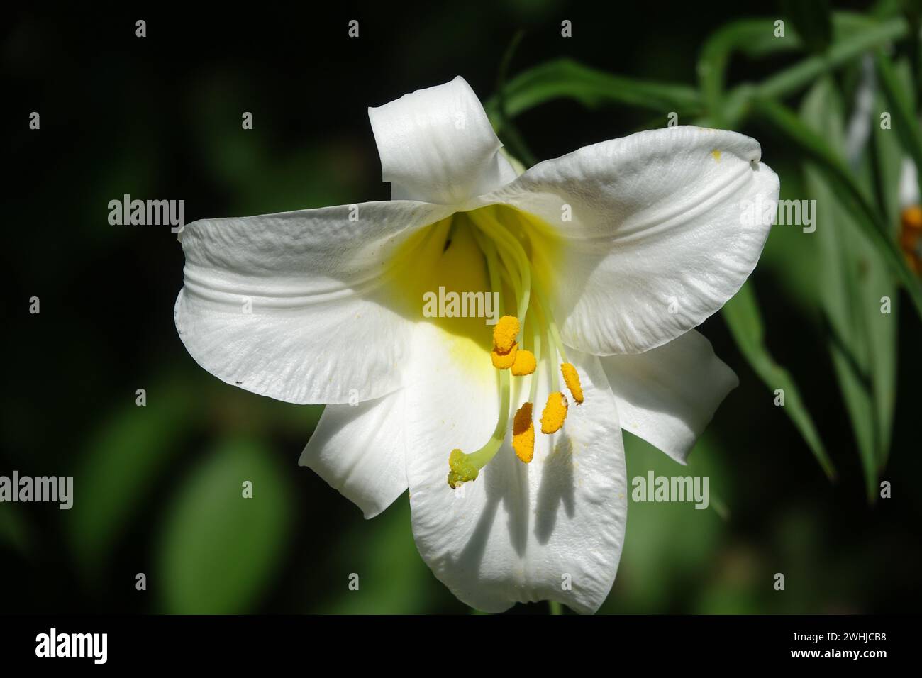 Lilium regale plant hi-res stock photography and images - Alamy