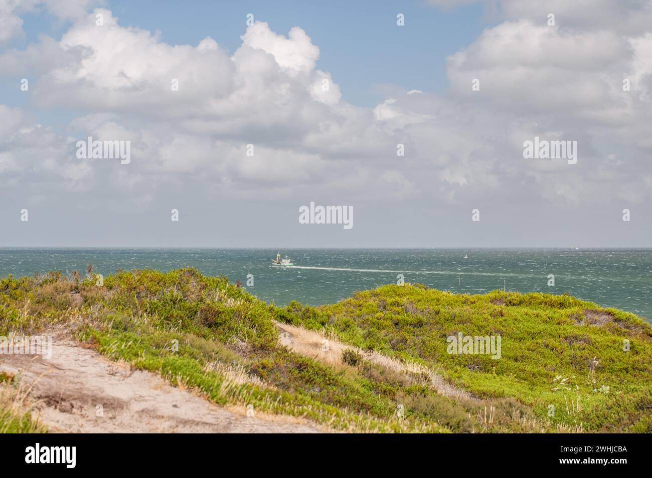 Muschel cutter hi-res stock photography and images - Alamy