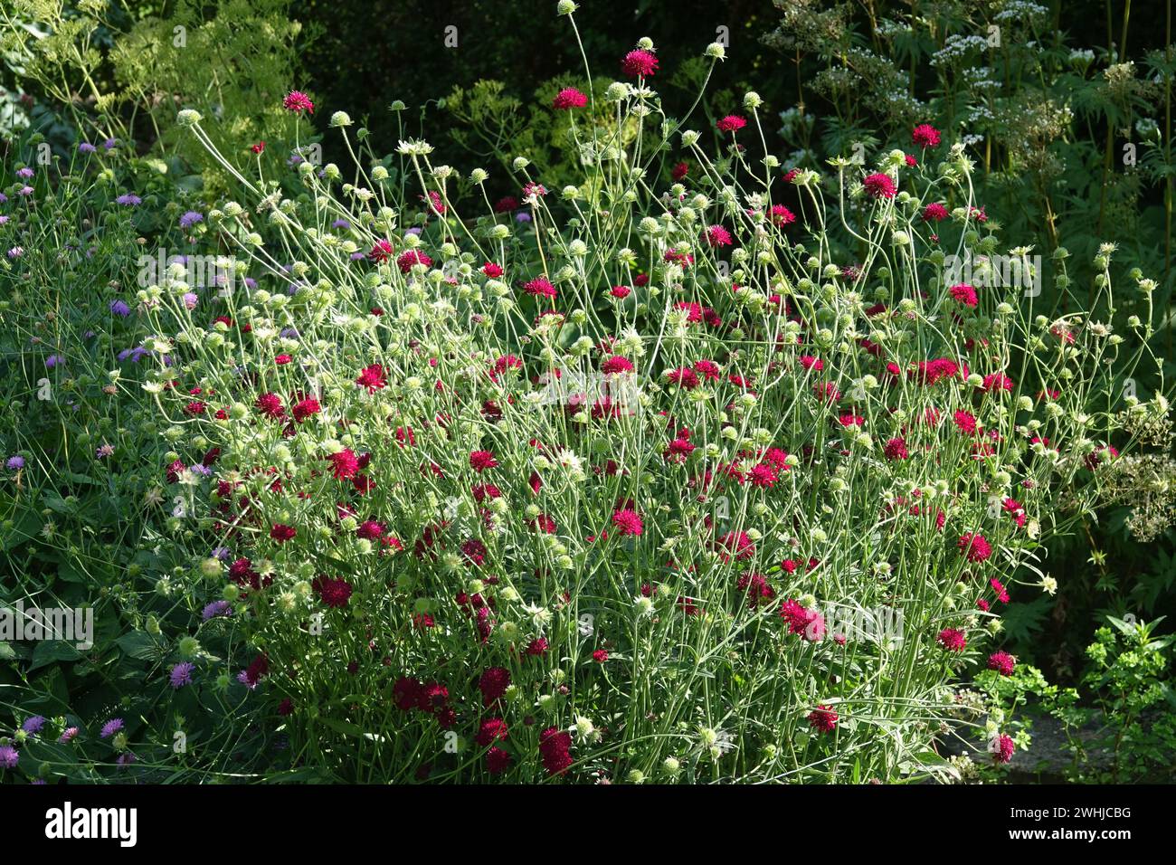 Knautia macedonica flower hi-res stock photography and images - Alamy