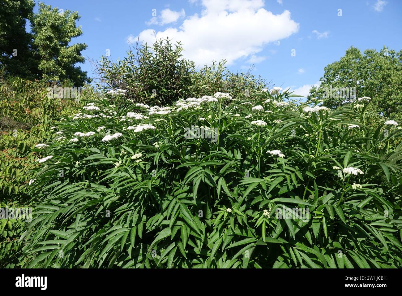 Sambucus ebulus, Dwarf elder Stock Photo - Alamy