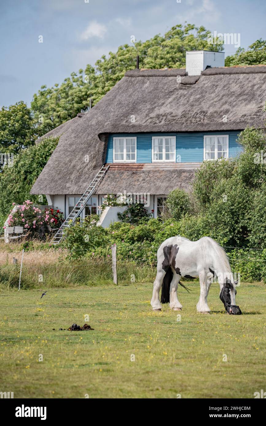 Satisfied horse hi-res stock photography and images - Alamy