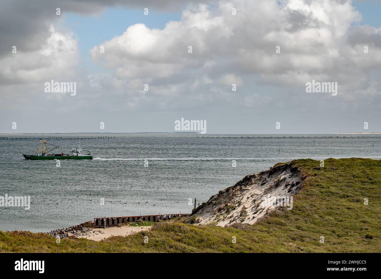 Muschel cutter hi-res stock photography and images - Alamy