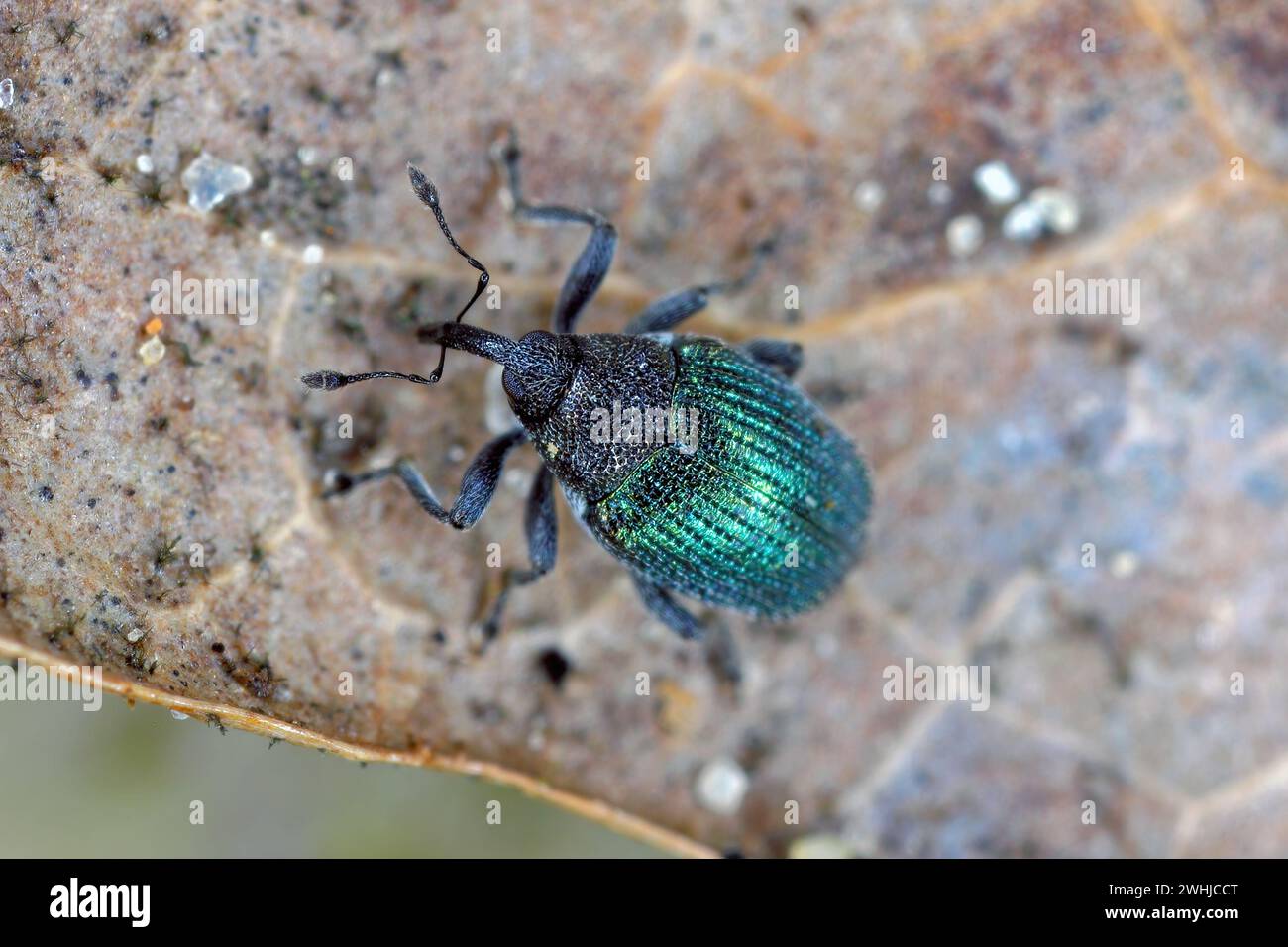 Blue stem weevil (Ceutorhynchus sulcicollis) of beetle from family ...