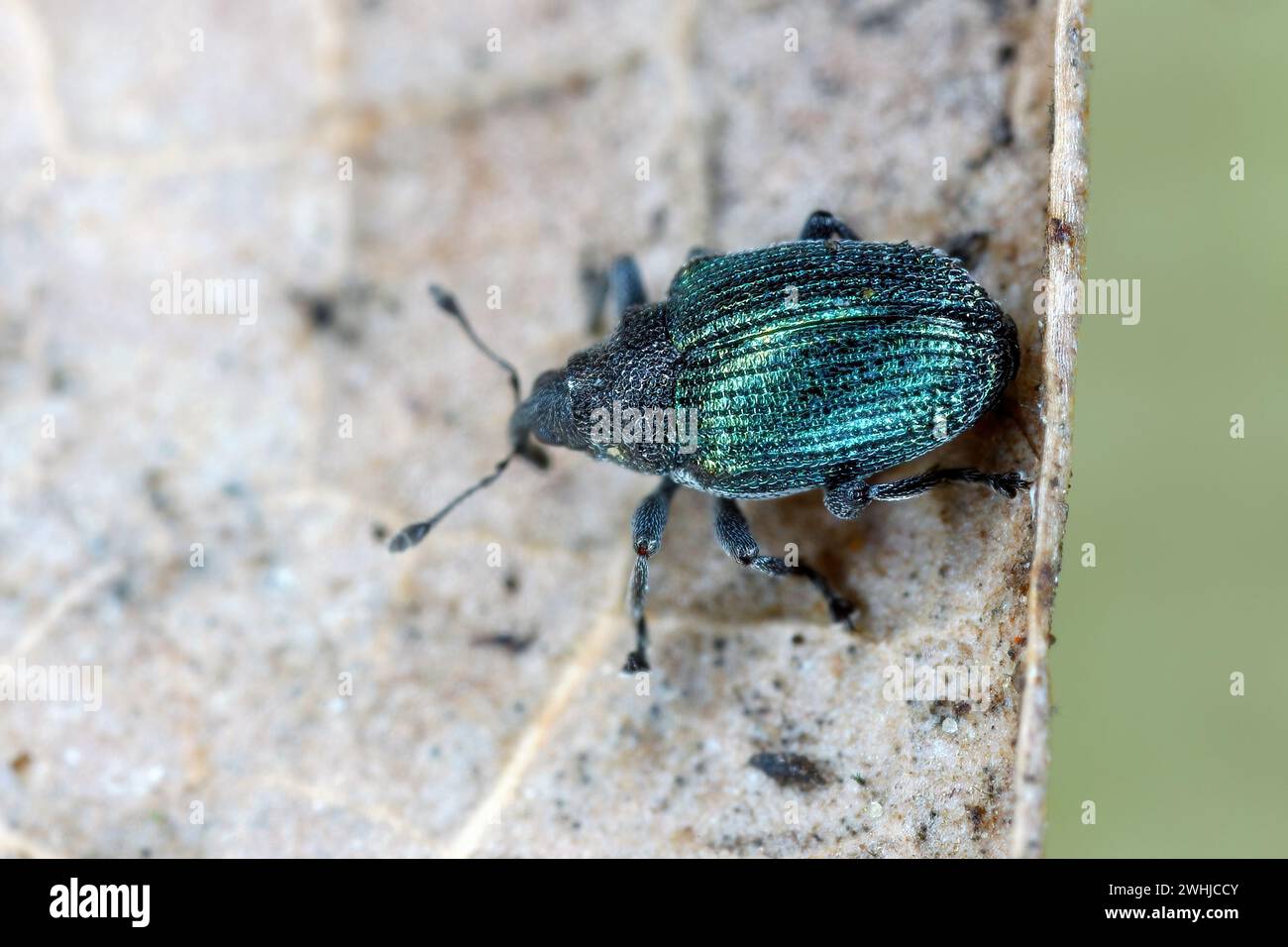 Blue stem weevil (Ceutorhynchus sulcicollis) of beetle from family ...