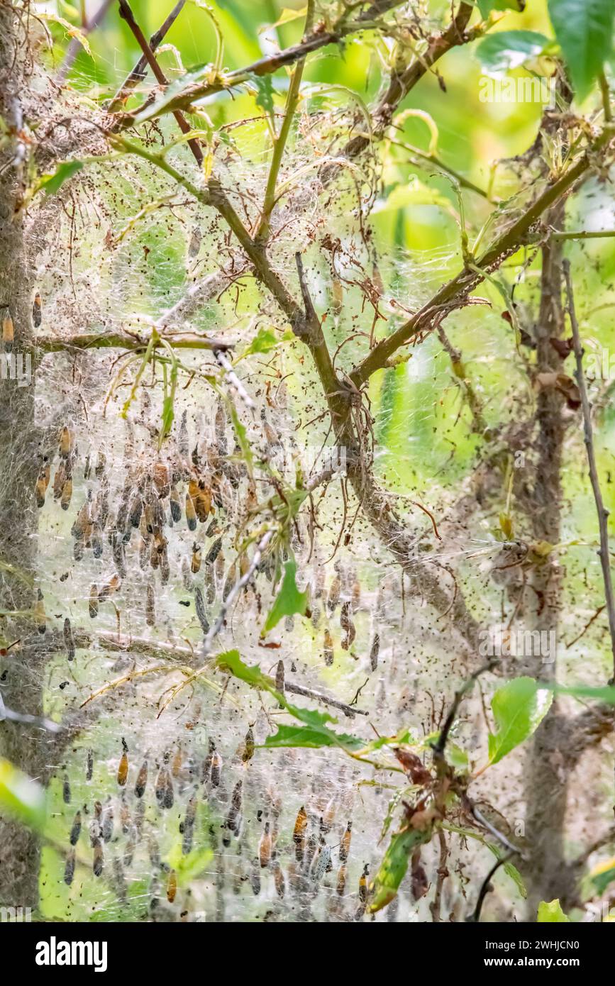 Insect larvae in nature hi-res stock photography and images - Alamy