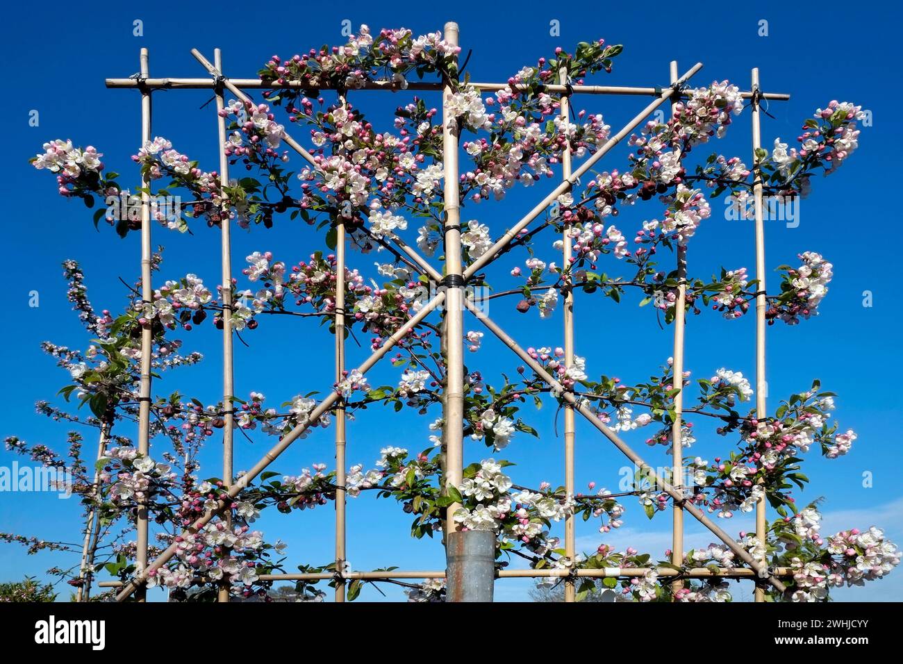 Trellis fruit tree Stock Photo - Alamy