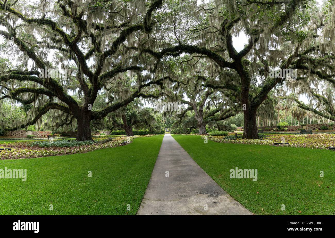 A panorama landscape view of live oak trees with Spanish moss on the ...