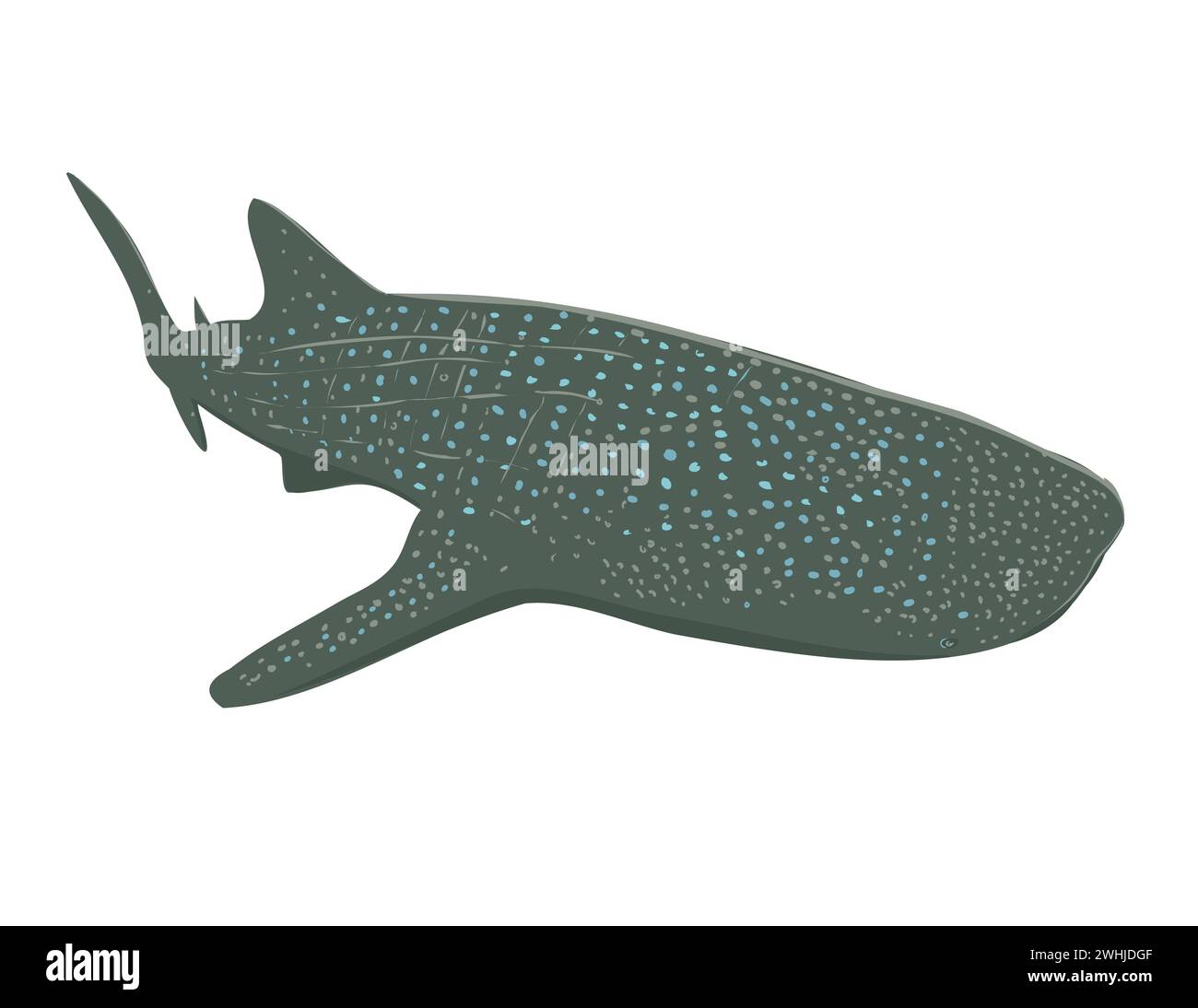 Whale shark front hi-res stock photography and images - Alamy
