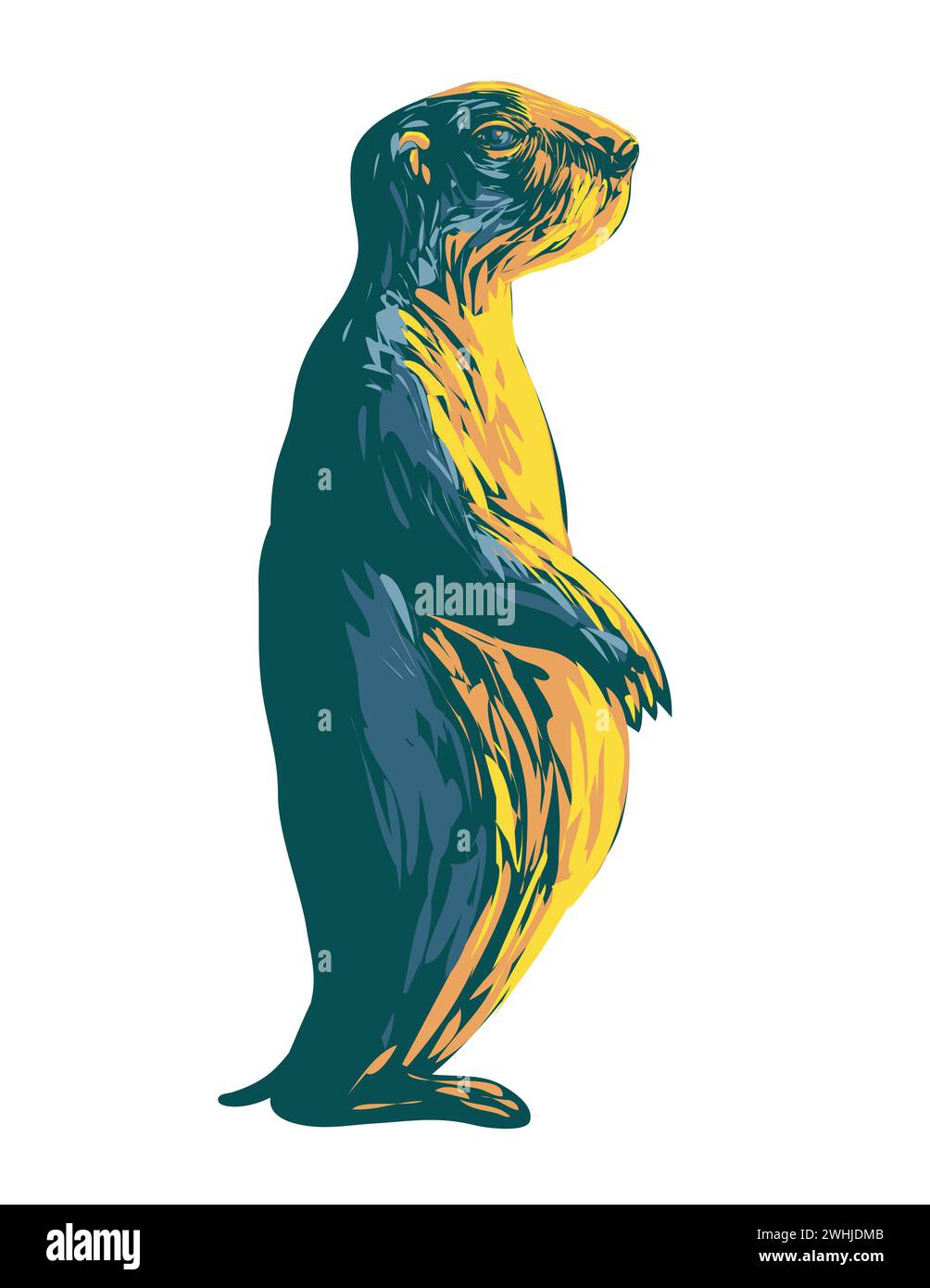 Prairie Dog Standing Side View WPA Poster Art Stock Photo - Alamy