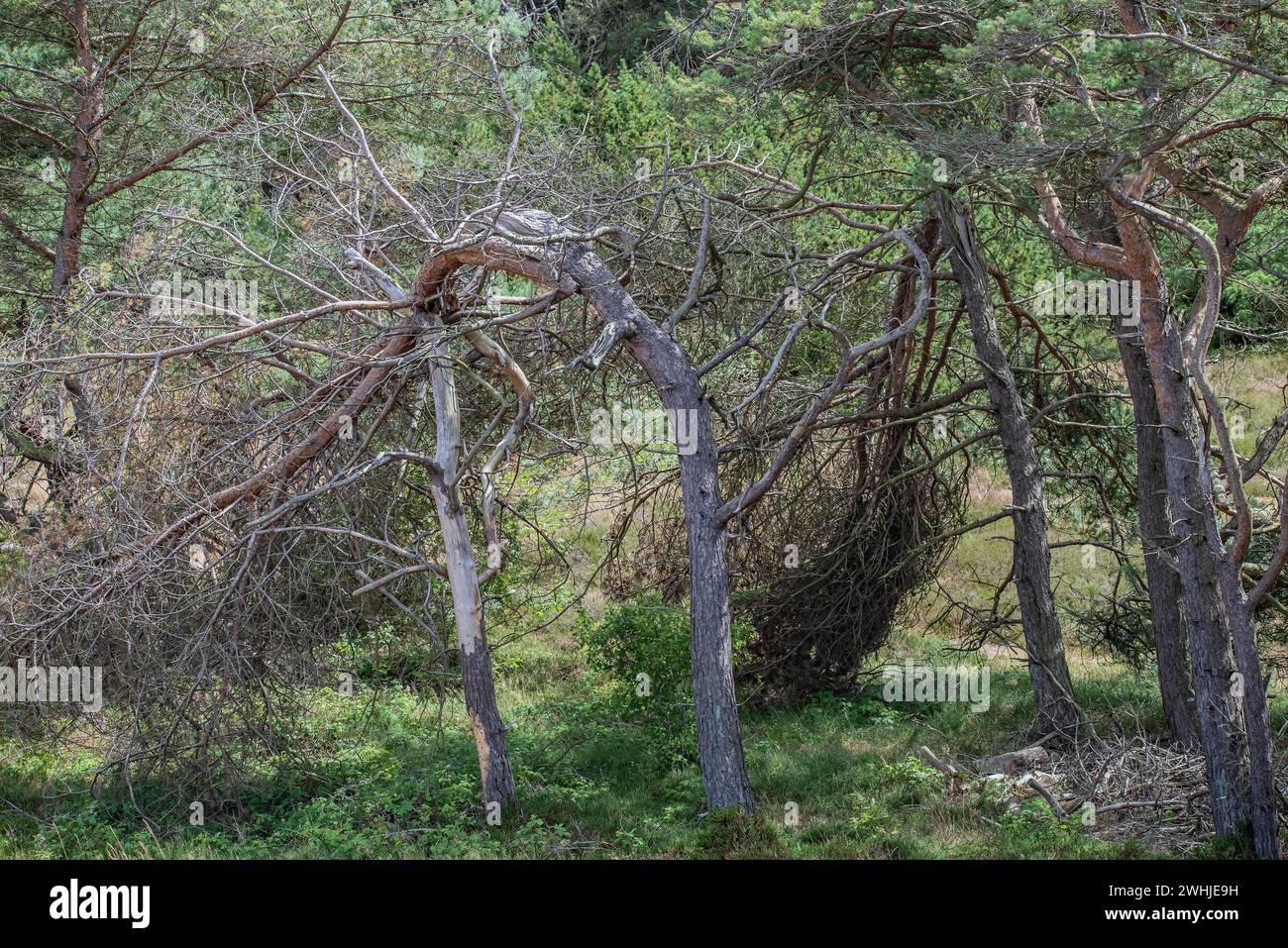 Broken trees hi-res stock photography and images - Alamy