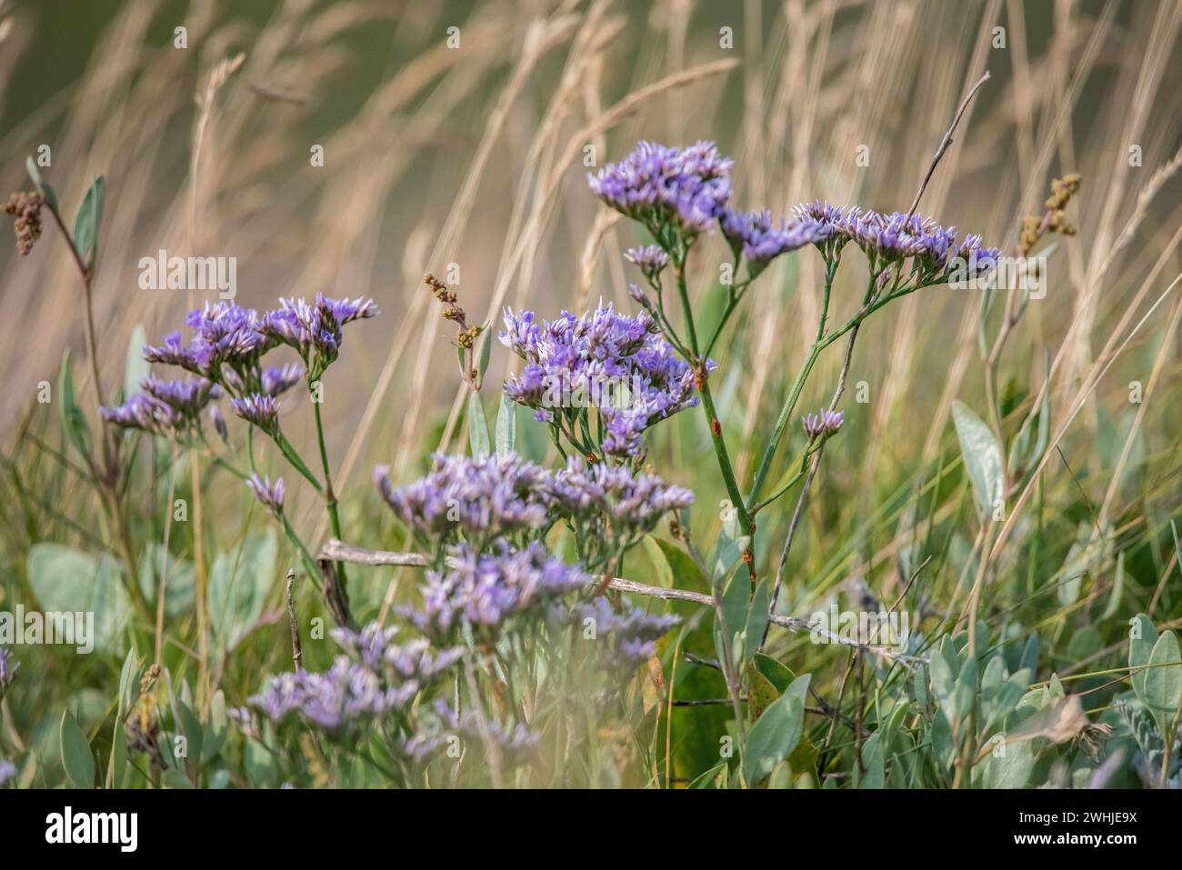 Lavender sea of colour hi-res stock photography and images - Alamy