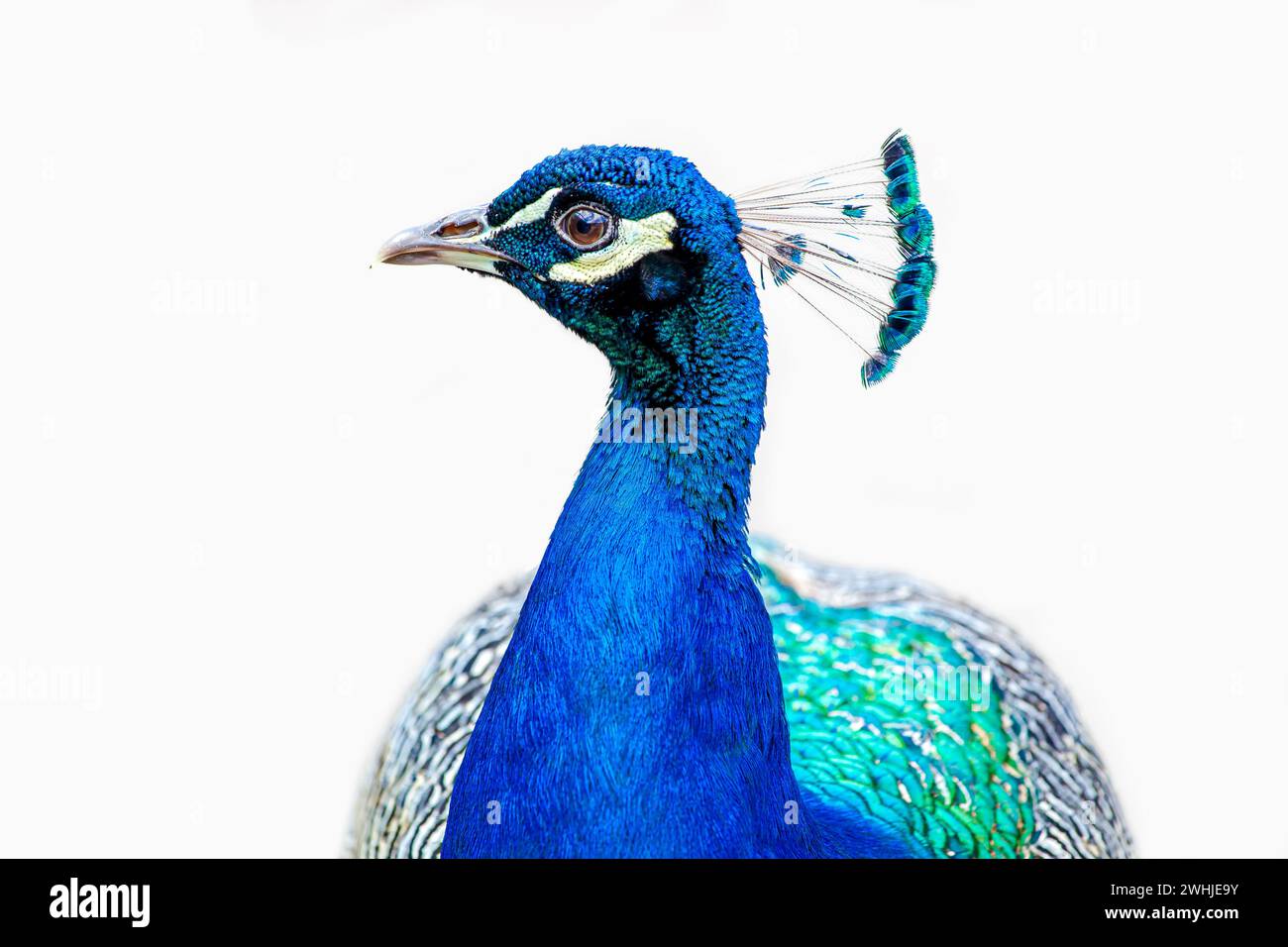 Portrait of a male peacock. peacock - peafowl isolated on white ...