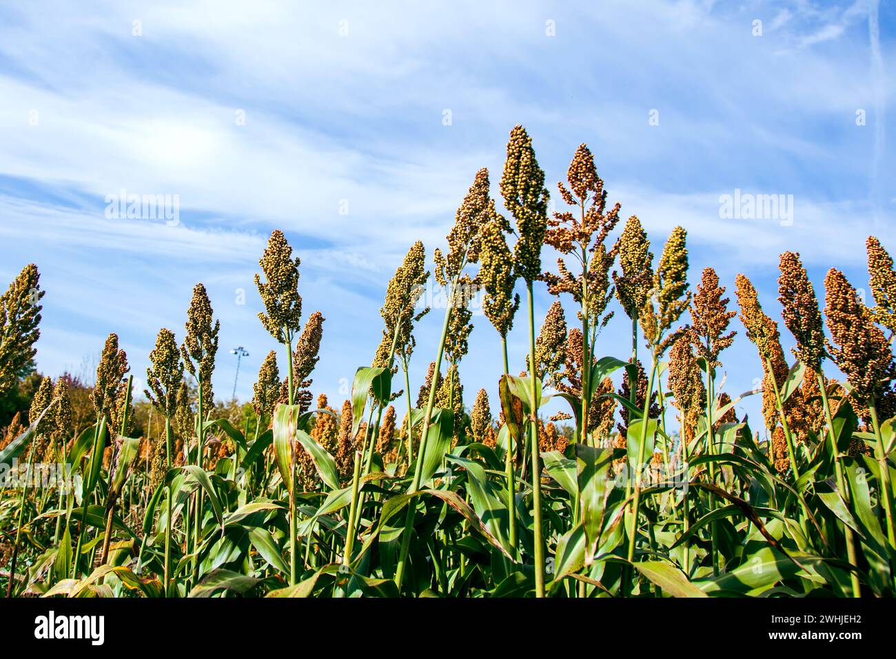 Field of Sweet Sorghum stalk and seeds. Millet field. Agriculture field ...