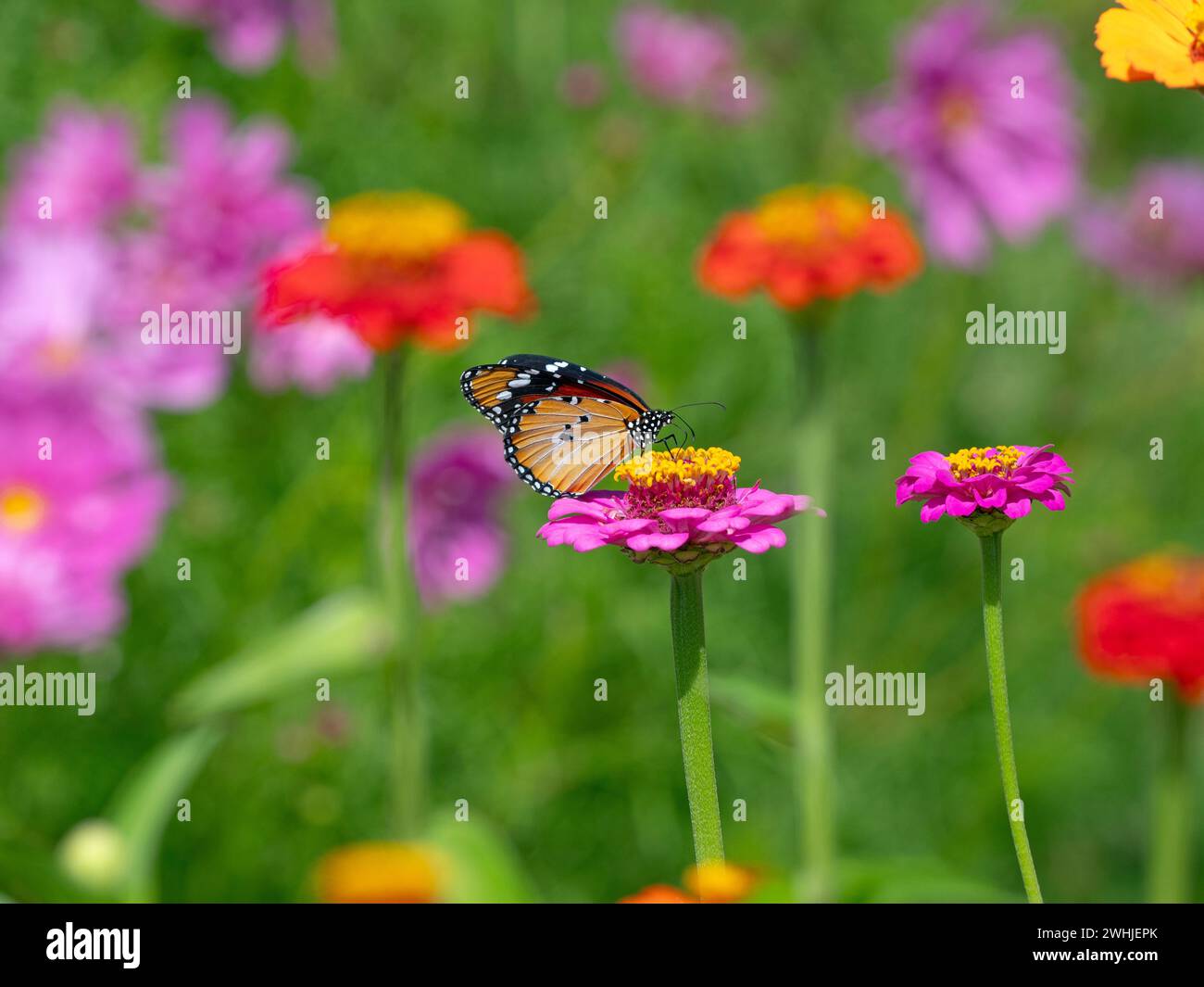 Danaus chrysippus, also known as the plain tiger, African queen, or ...