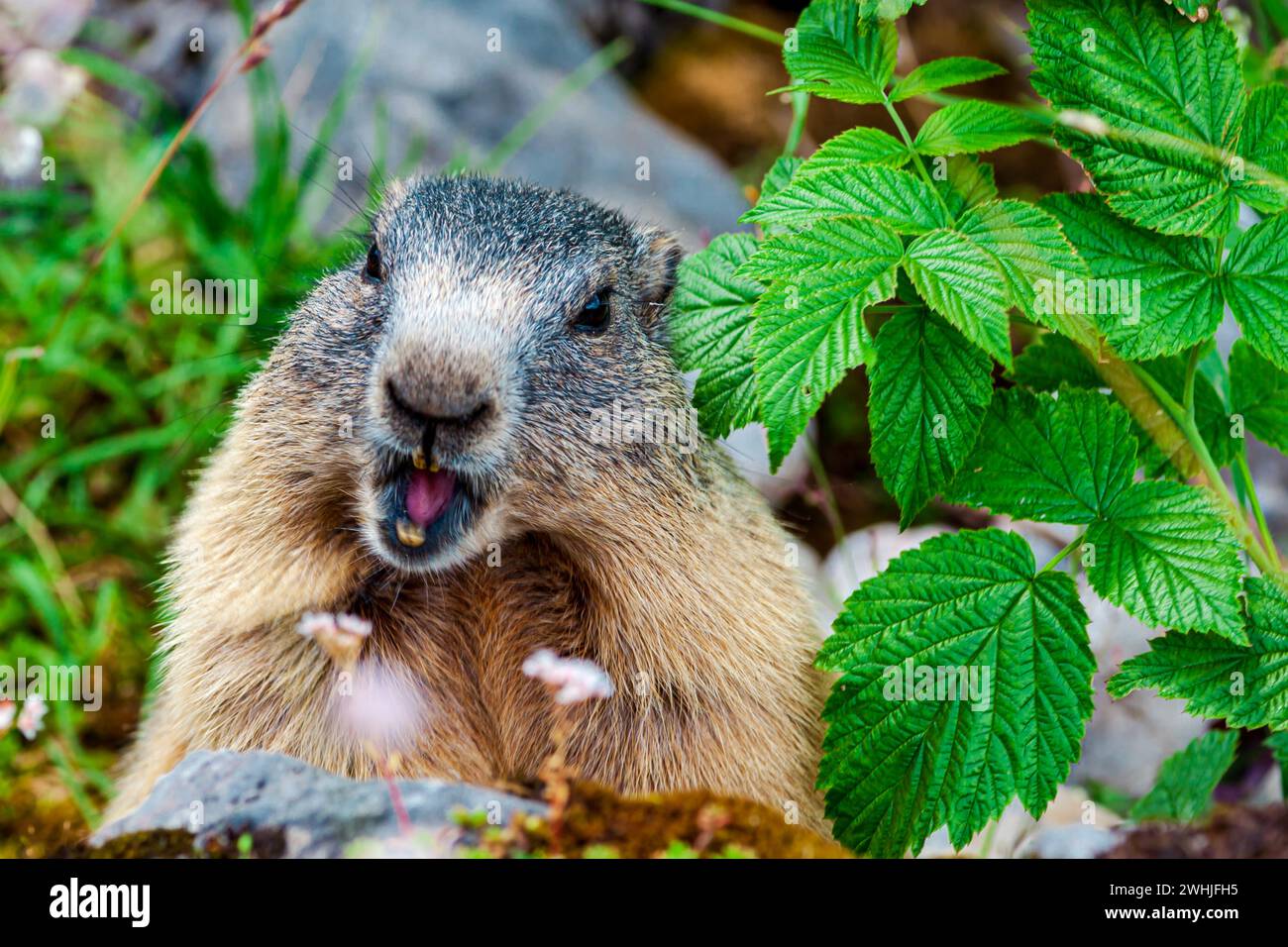Wild cute Alpine Marmot Mankein (Marmota marmota) in nature. looking at the camera. Close-up ...