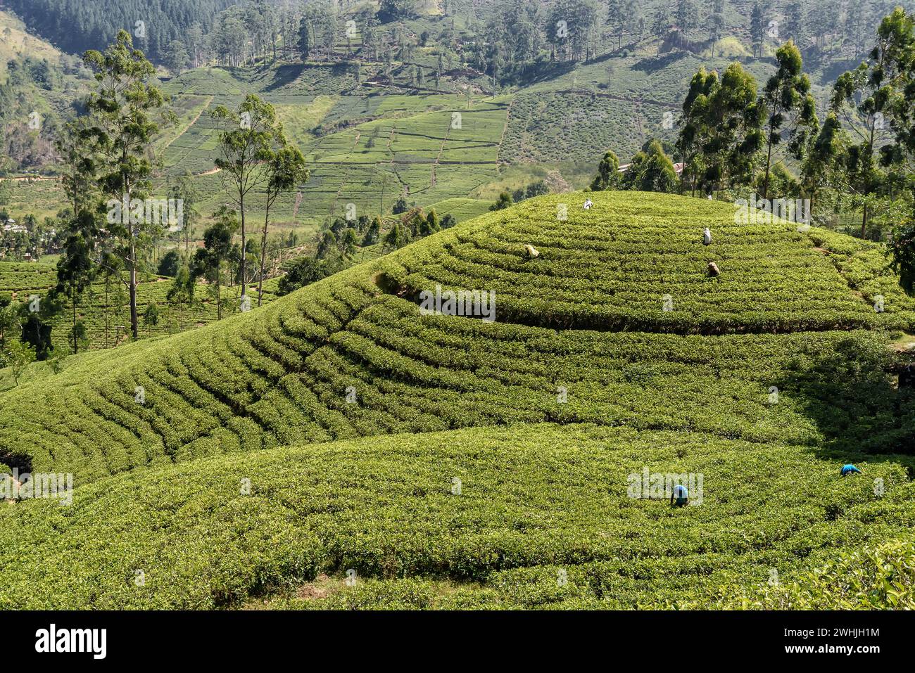 Tea plantation in the mountains of Sri Lanka Stock Photo - Alamy