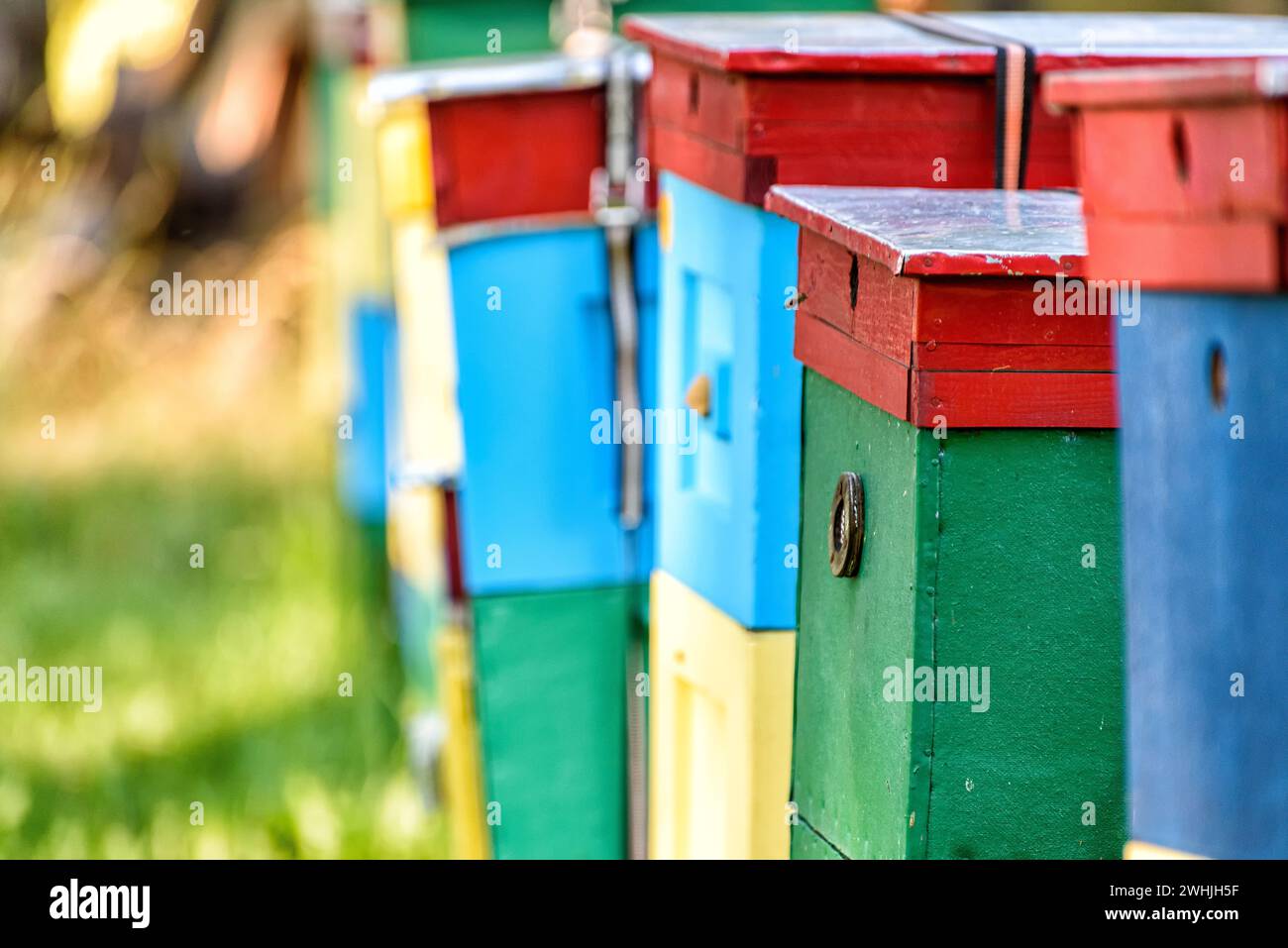 Colorful beehives on a farm Stock Photo - Alamy
