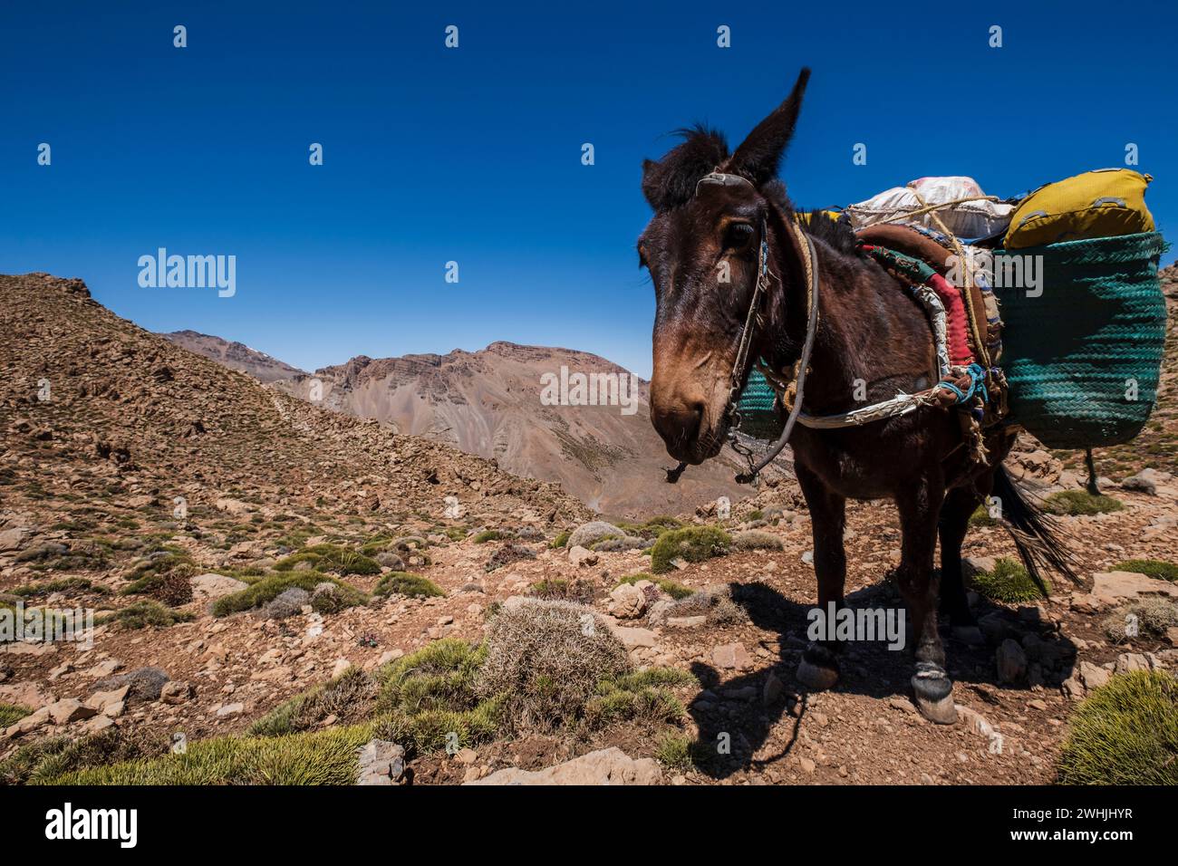 Mule mountain pass hi-res stock photography and images - Alamy