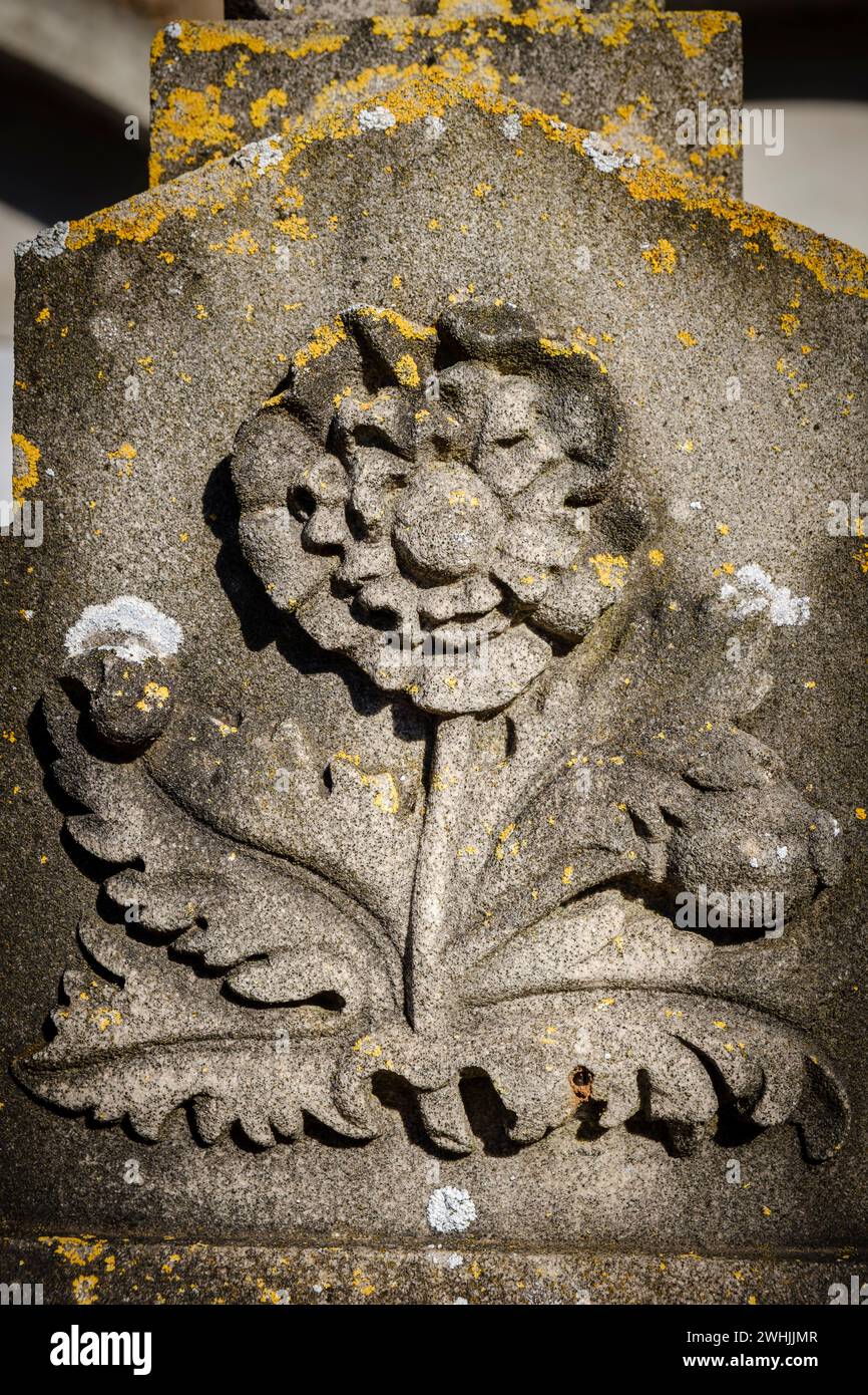 Dead poppy flower hi-res stock photography and images - Alamy