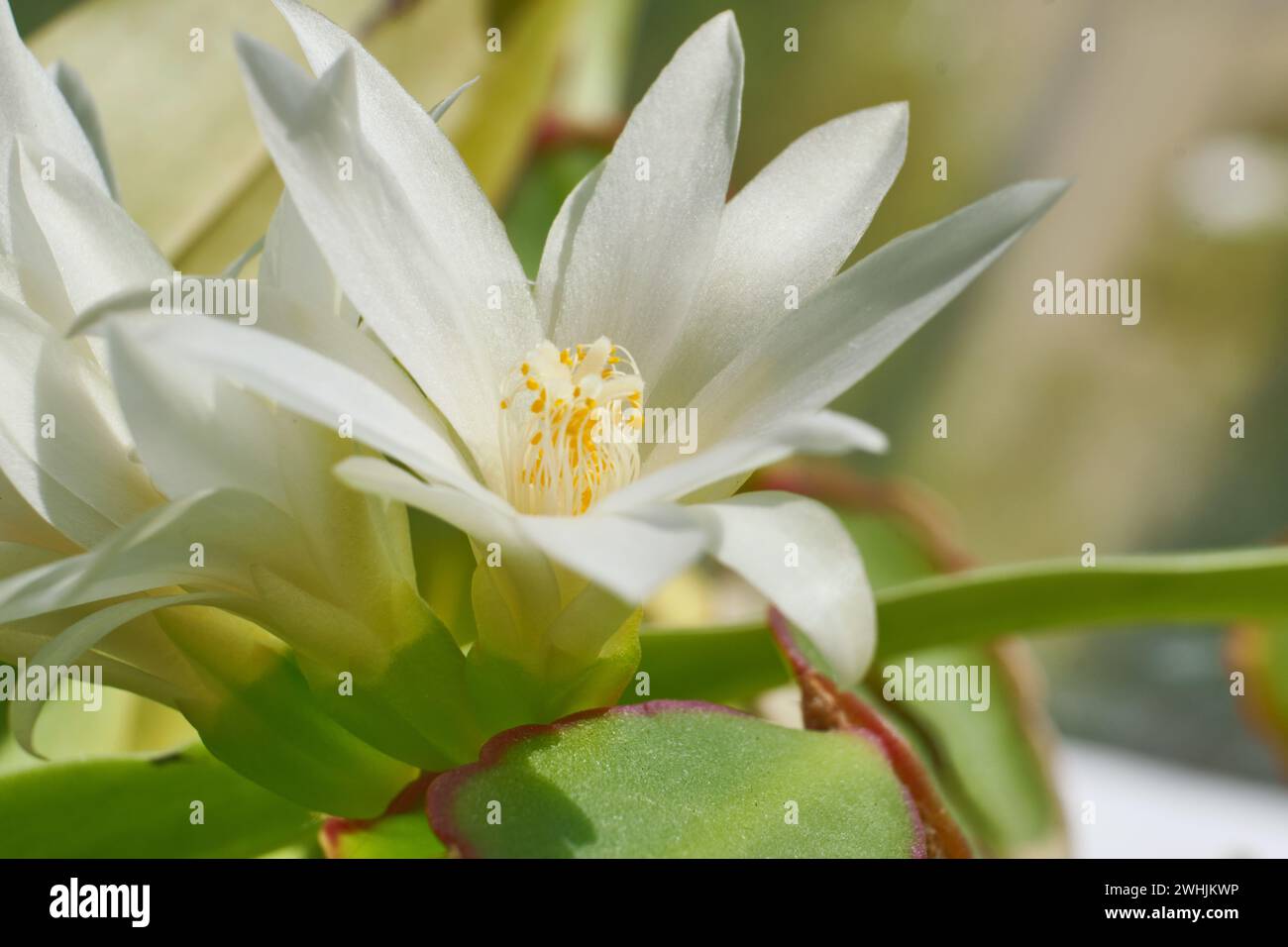 Ripsalidopsis hi-res stock photography and images - Alamy
