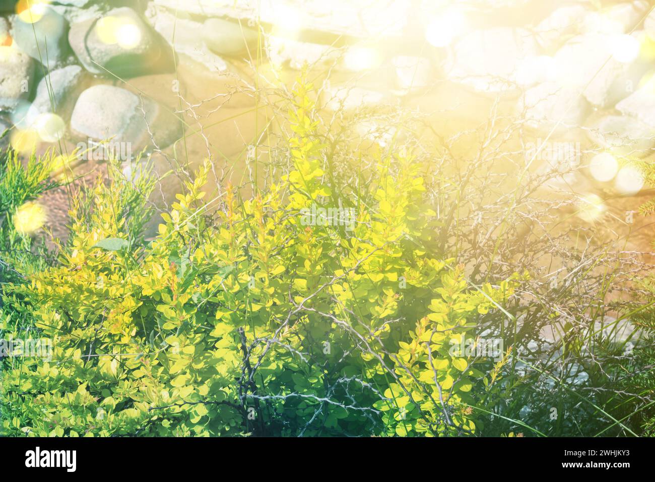 Yellow bush hi-res stock photography and images - Alamy