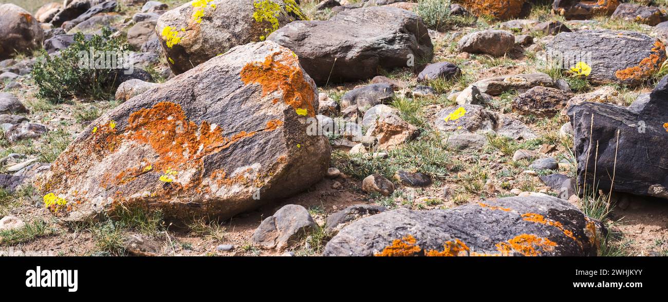Pile of stones covered with multi-colored moss. Dramatic tinting Stock ...