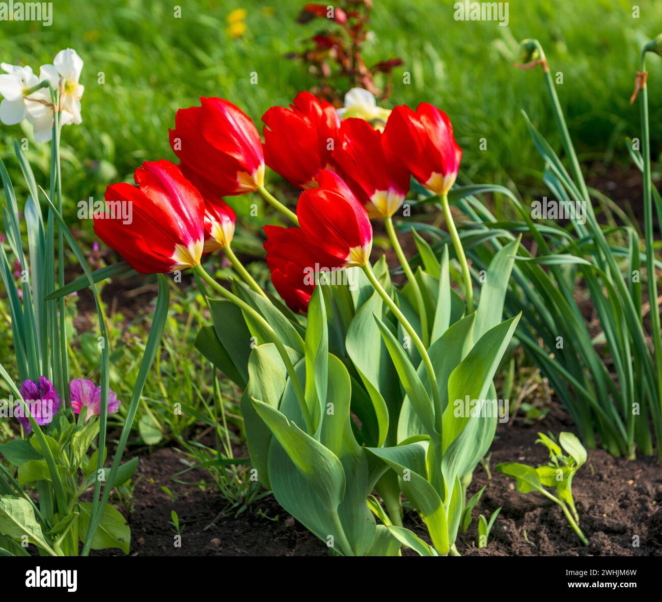 Spring tulips flowers in wind hi-res stock photography and images - Alamy