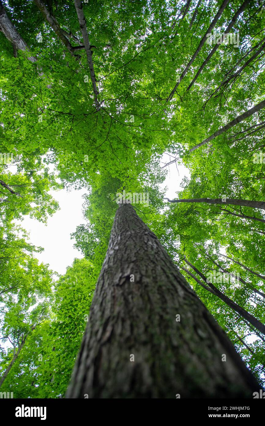 Landscape of lush young green forest with sugar maple trees in summer ...