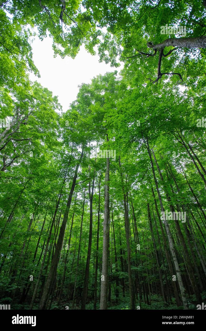 Landscape of lush young green forest with sugar maple trees in summer ...