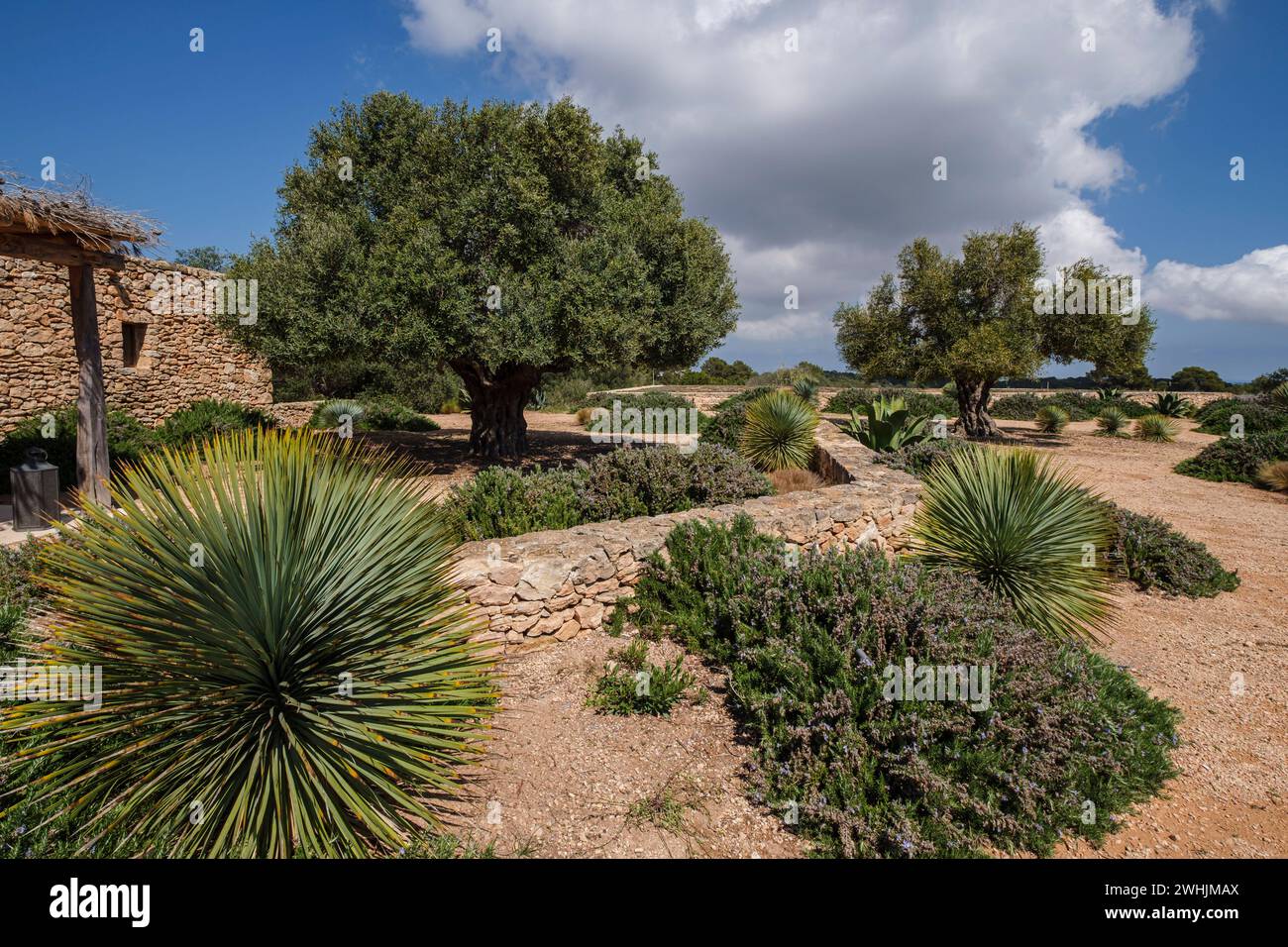 Olive cap hi-res stock photography and images - Alamy