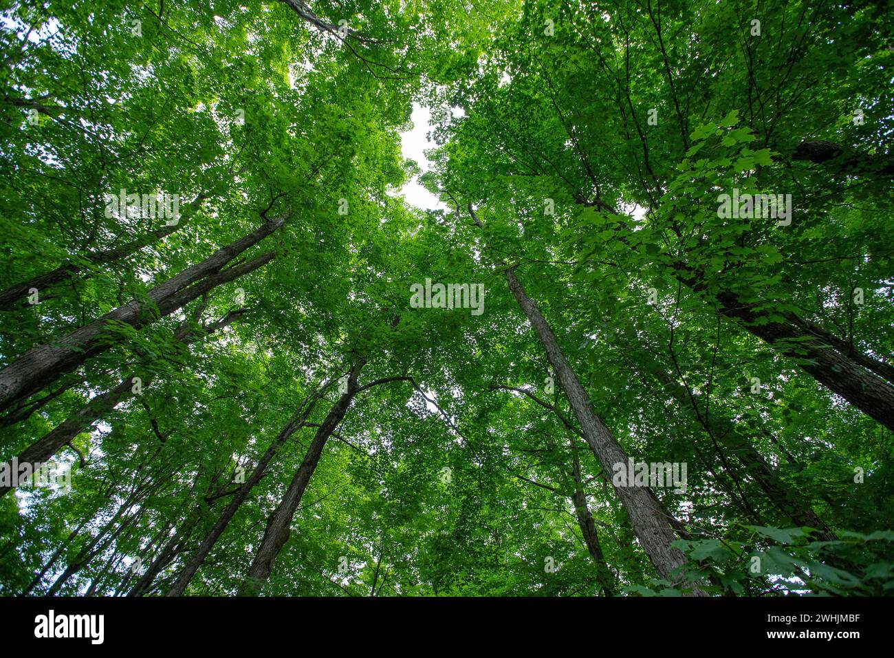 Landscape of lush young green forest with sugar maple trees in summer ...