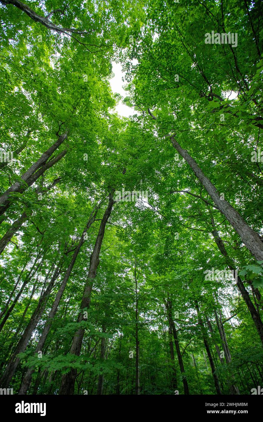 Landscape of lush young green forest with sugar maple trees in summer ...