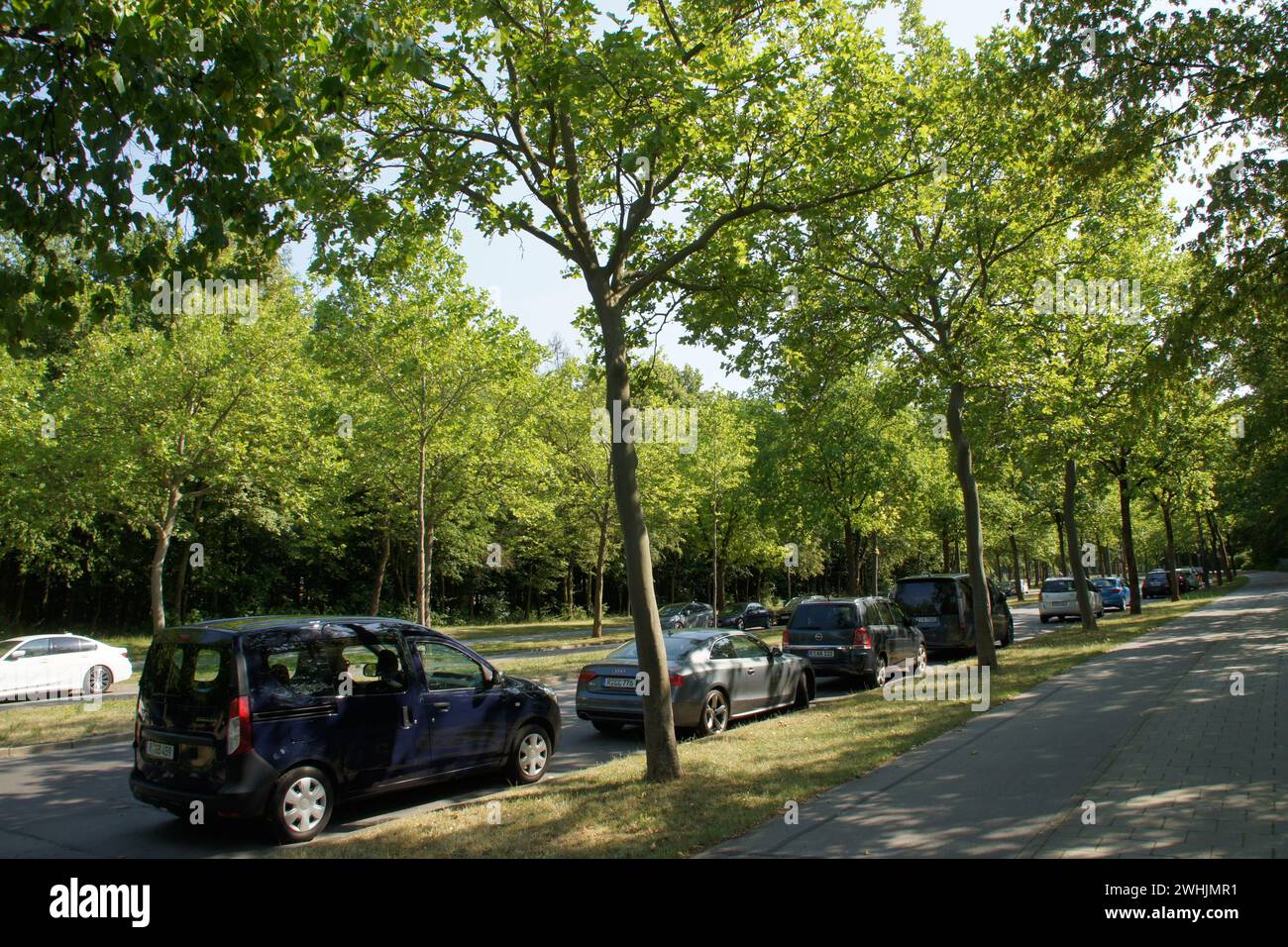 Plain tree hi-res stock photography and images - Alamy