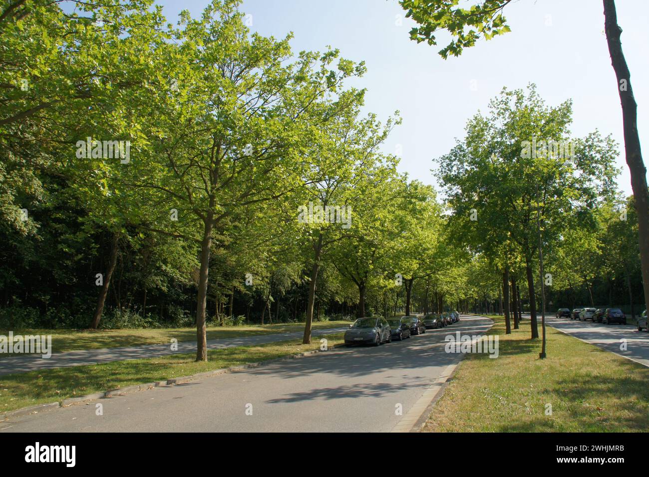 Plain tree hi-res stock photography and images - Alamy