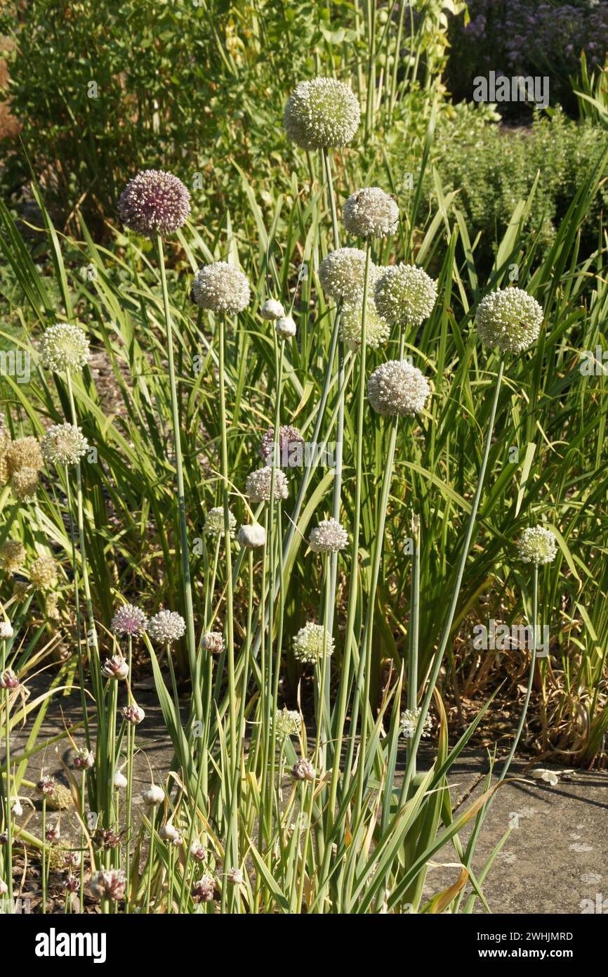 Allium porrum, leek Stock Photo - Alamy