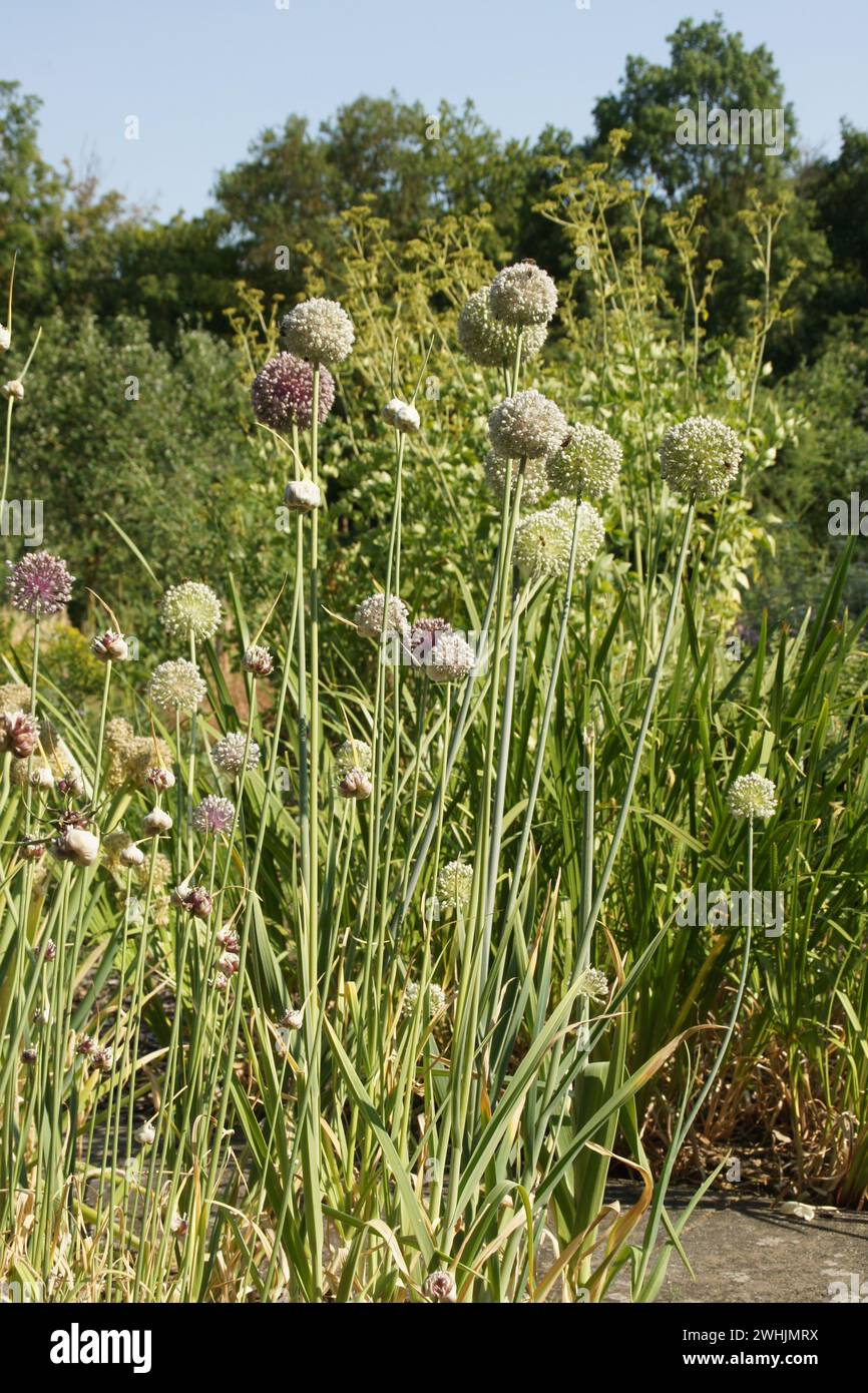 Allium porrum, leek Stock Photo - Alamy