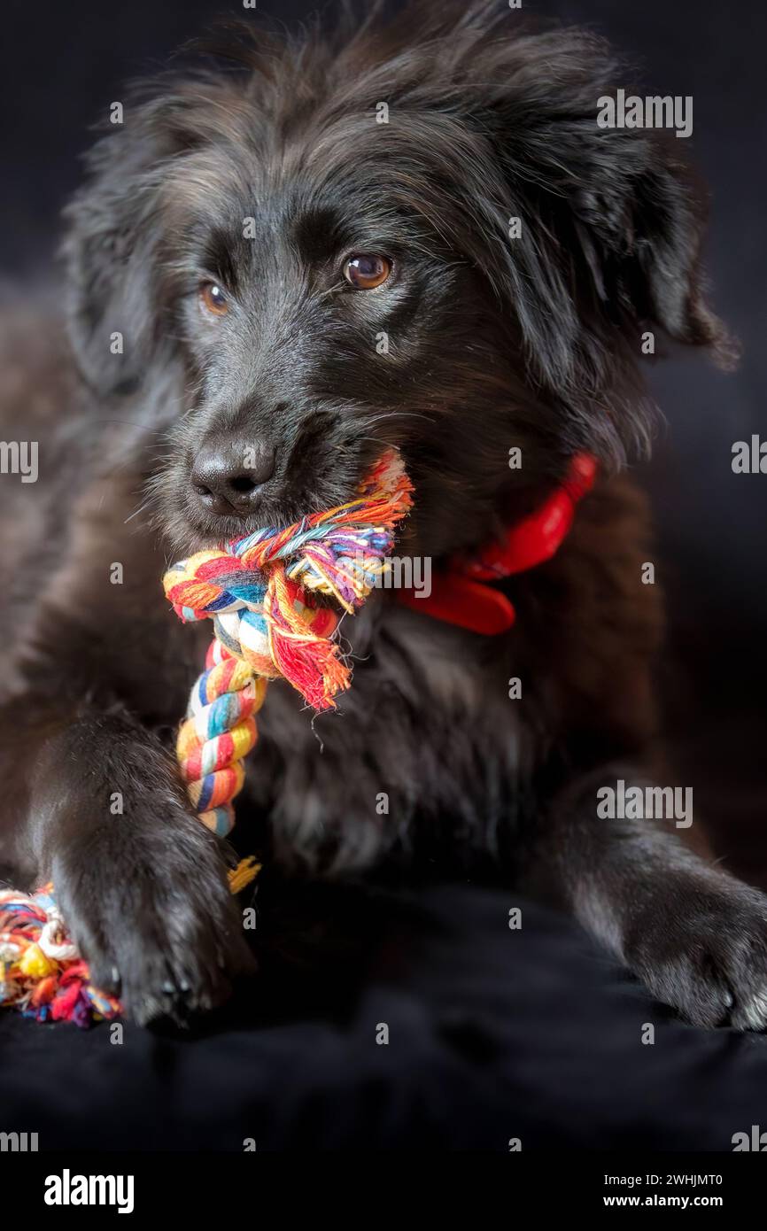 Puppy with a bone hi-res stock photography and images - Alamy