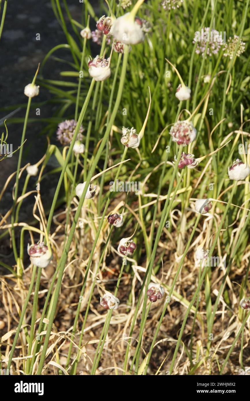 Allium sativum plant plants hi-res stock photography and images - Alamy
