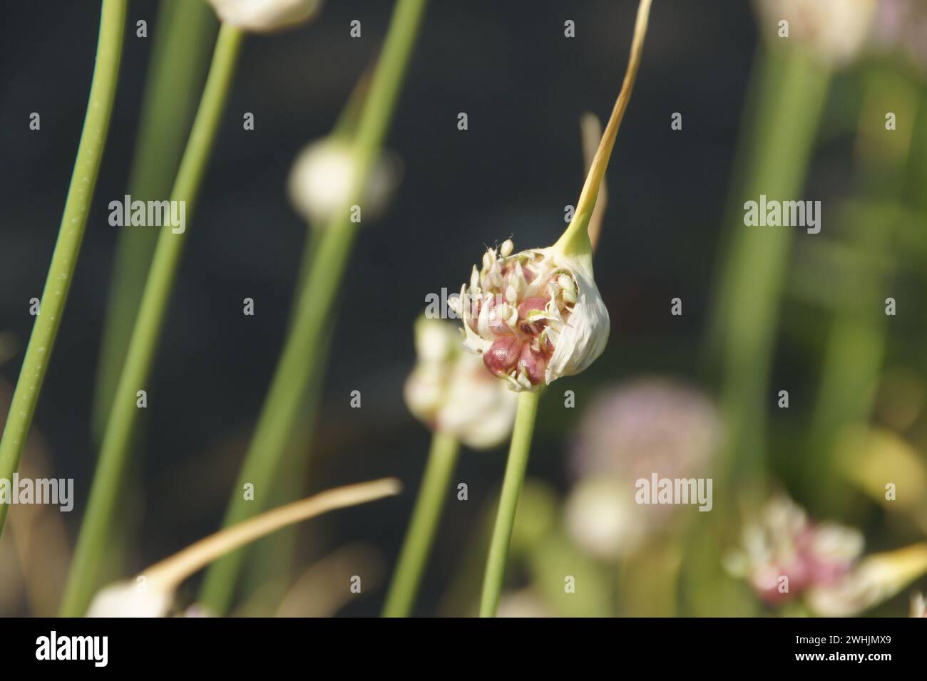 Allium sativum plant plants hi-res stock photography and images - Alamy