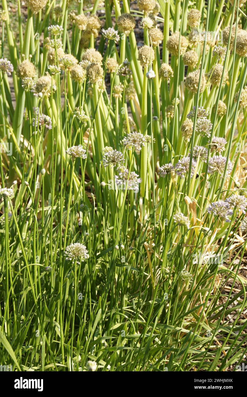 Allium ascalonicum, shallot Stock Photo - Alamy