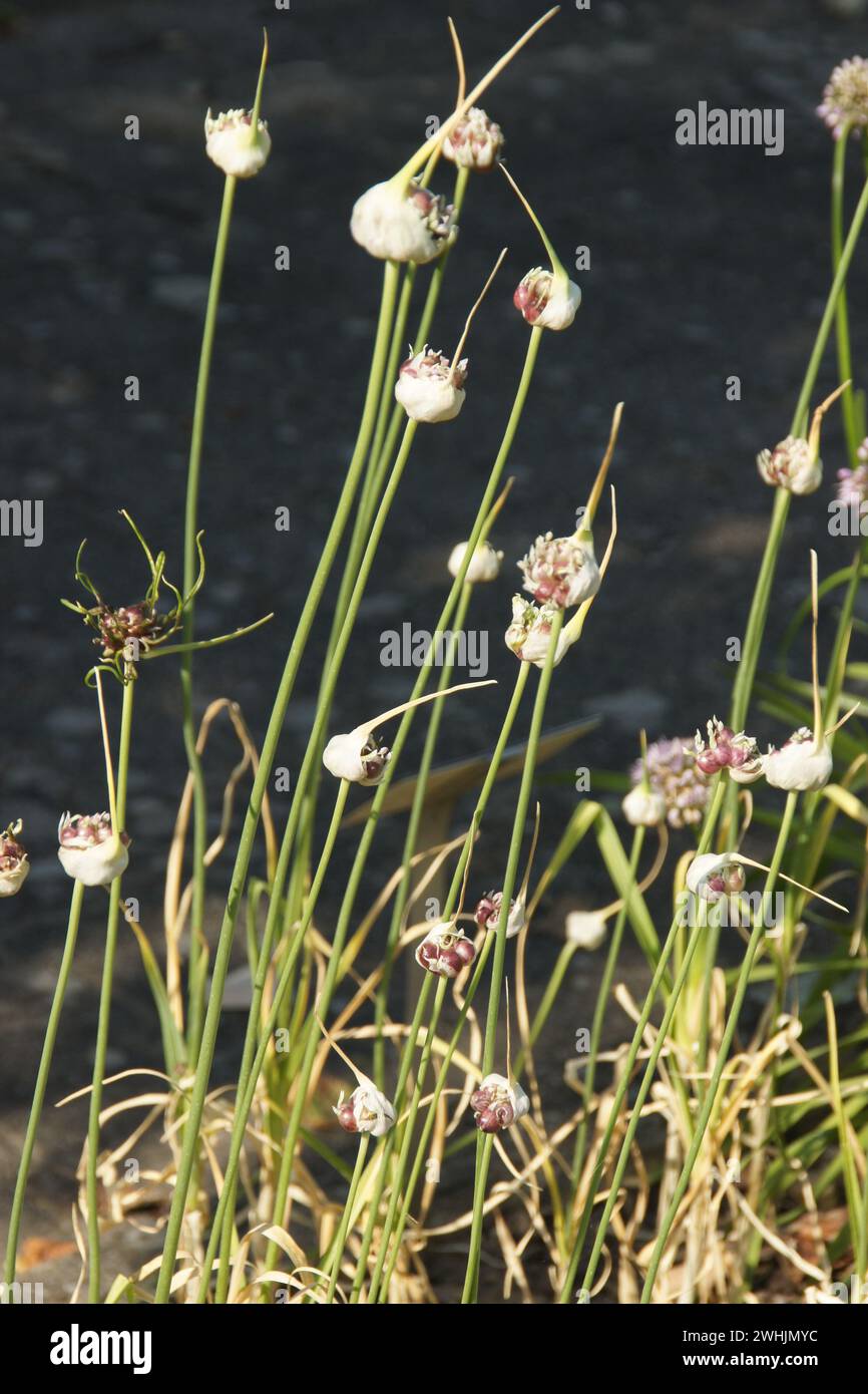Allium sativum plant plants hi-res stock photography and images - Alamy