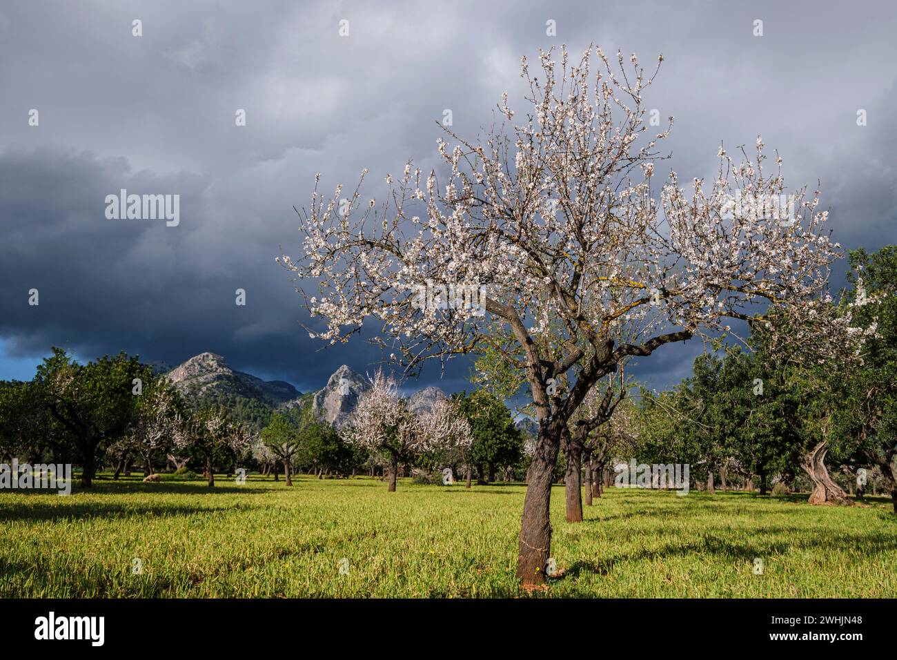 Sa Gubia peak and flowering almond tree Stock Photo - Alamy