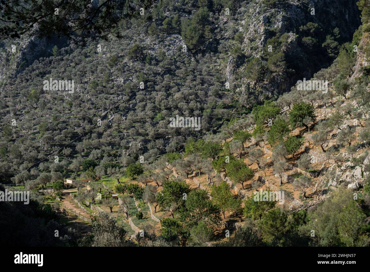 Olive grove on the green route of the olive tree Stock Photo - Alamy