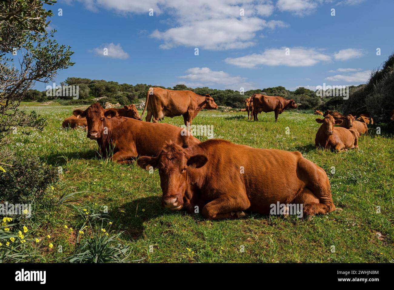 Menorcan cows grazing Stock Photo - Alamy