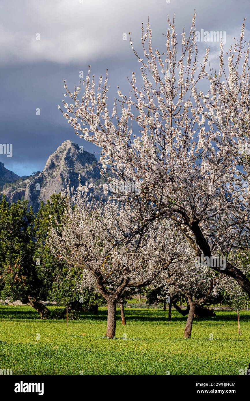 Sa Gubia peak and flowering almond tree Stock Photo - Alamy