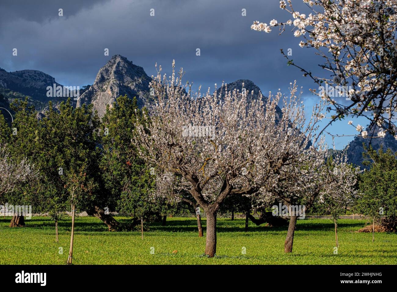 Sa Gubia peak and flowering almond tree Stock Photo - Alamy