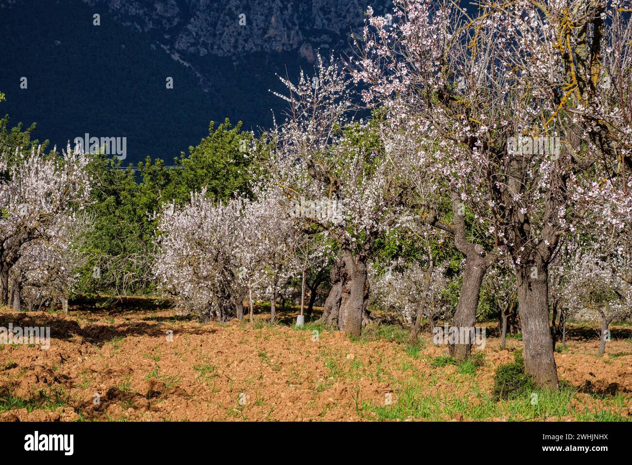 White flowering almond trees hi-res stock photography and images - Alamy