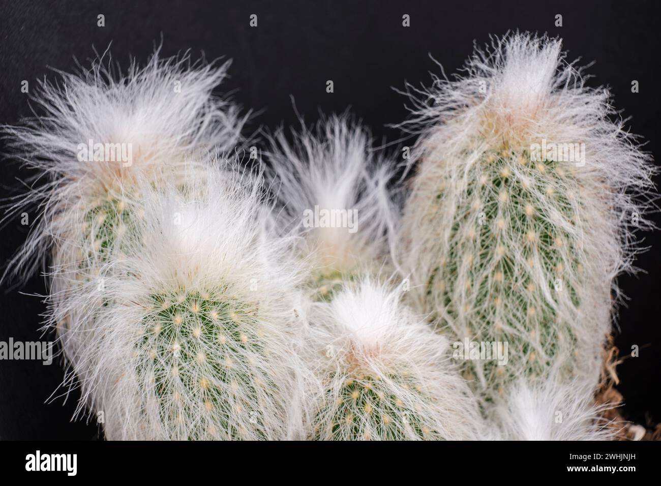 Cotton wool on cactus spines Stock Photo - Alamy