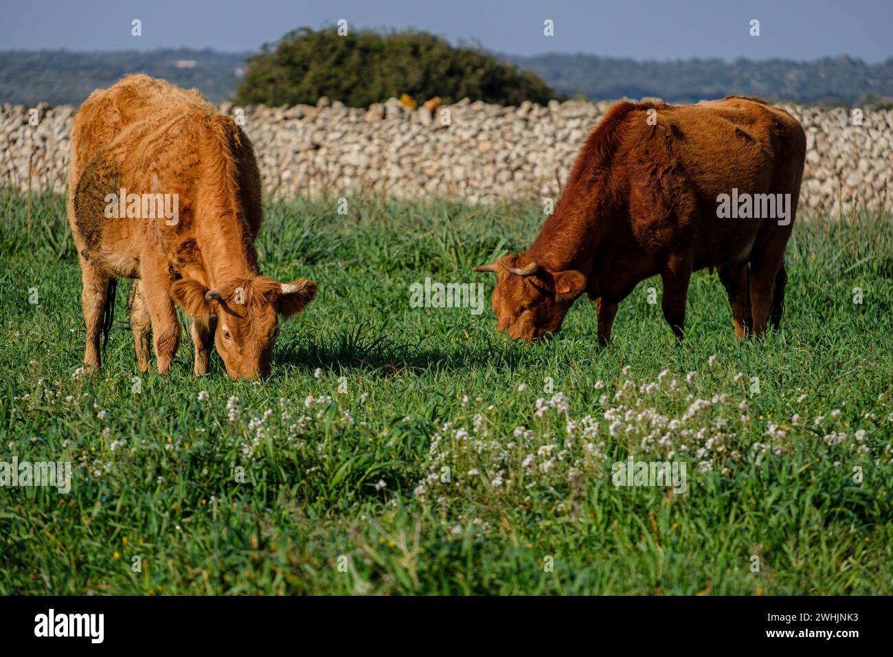 Menorcan breed cows grazing Stock Photo - Alamy